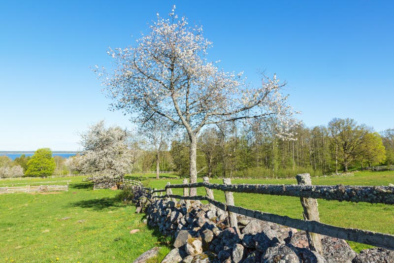 Flowering Cherry Tree by a Stone Wall on the Meadow Stock Photo - Image ...