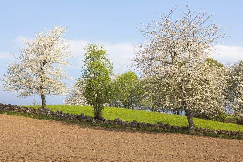 Flowering cherry tree stock image. Image of cultivate - 70686307