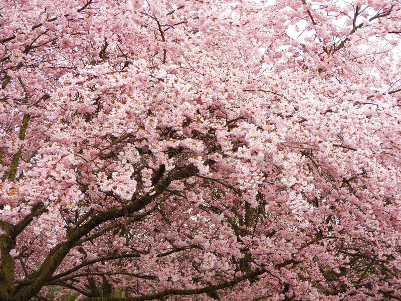 Flowering Cherry Trees Make a Showy Display Stock Image - Image of ...