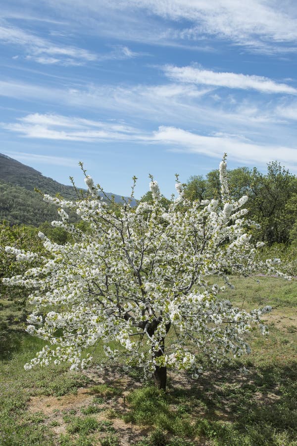 Flowering cherry trees. stock image. Image of nature - 31907407