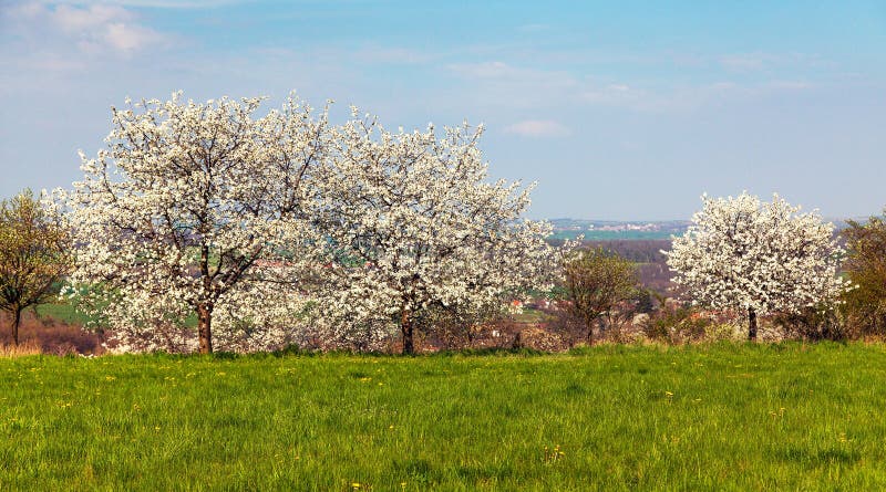 Flowering Cherry Trees in Latin Prunus Cerasus Stock Photo - Image of ...