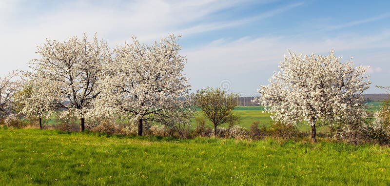 Flowering Cherry Trees in Latin Prunus Cerasus Stock Photo - Image of ...