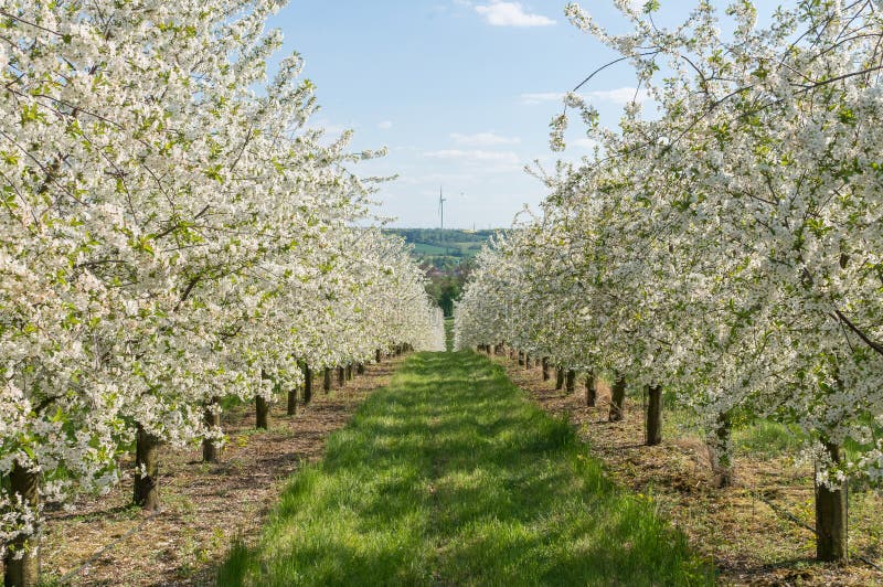 Flowering Cherry Trees in Rows in Garden. Agriculture Concept Stock ...