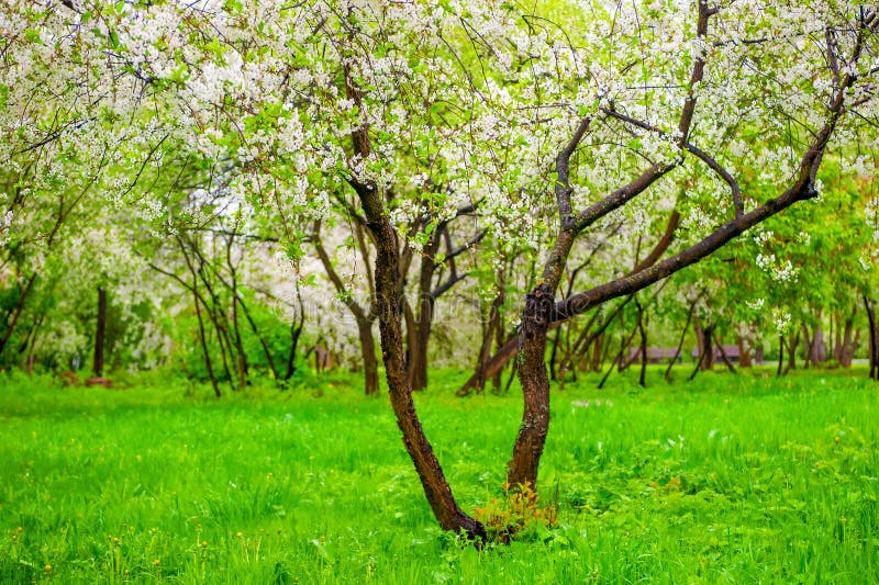 Flowering cherry trees stock photo. Image of flowering - 51705114