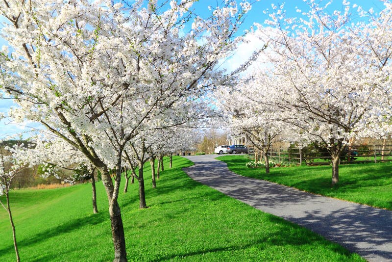 Cherry Blossom stock image. Image of blossom, early, branch - 30642131