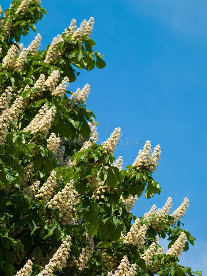 Flowering chestnut stock image. Image of petal, blossom - 25118911