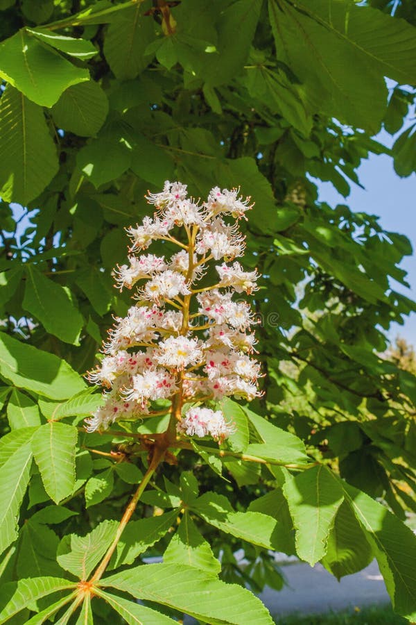 Flowering chestnut1 stock image. Image of june, botanical - 38917107