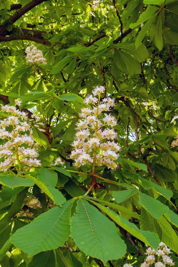 Flowering chestnut3 stock image. Image of botanical, chestnut - 38917111