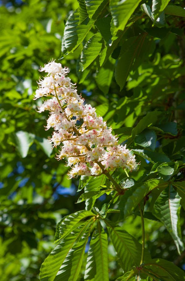 The flowering chestnut stock image. Image of garden, detail - 41003673