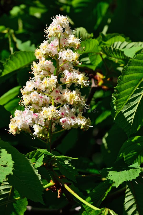 Flowering chestnut closeup stock photo. Image of plant - 49391418