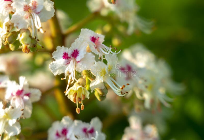 Flowering Chestnut, Flowering Inflorescence of Chestnut Closeup Stock ...