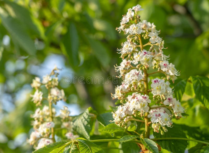 Flowering Chestnut, Flowering Inflorescence of Chestnut Closeup Stock ...
