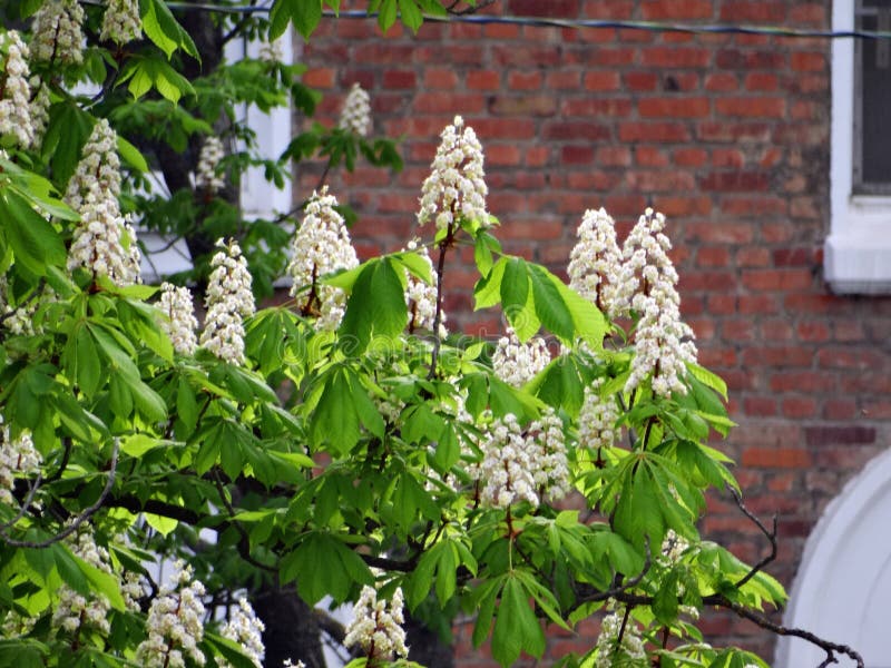 Flowering chestnut stock photo. Image of skyscraper - 117402176