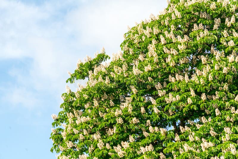 Flowering Chestnut Tree. Flowering Chestnut Against the Blue Sky Stock ...