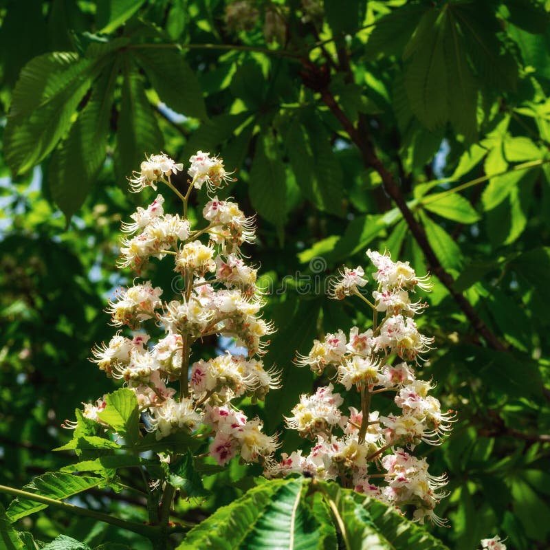 Flowering chestnut tree stock photo. Image of botany - 70594358