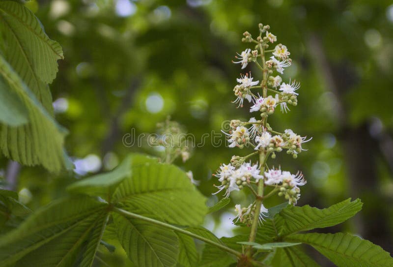 Flowering Chestnut Tree Branch on a Background of Green Stock Photo ...