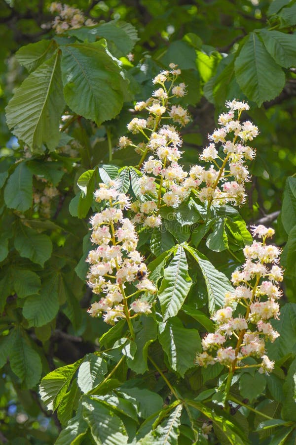 Flowering chestnut tree stock image. Image of blossoming - 215752631
