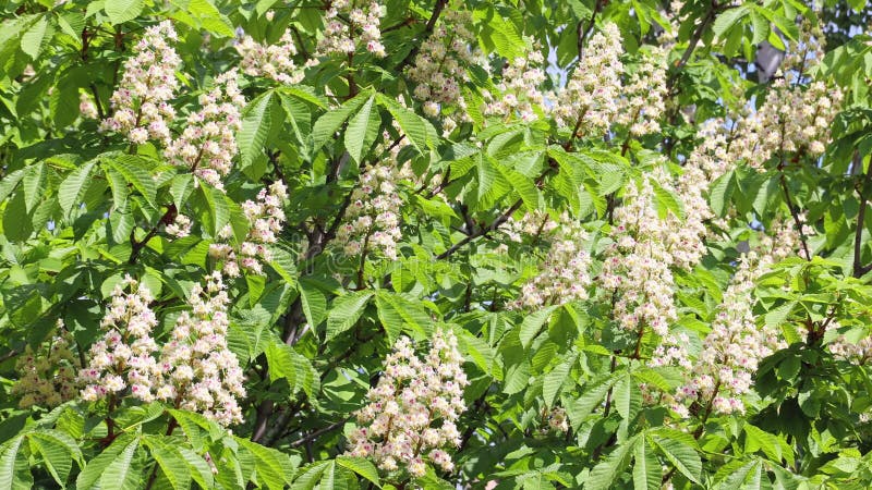 Flowering Chestnut Tree. Insects Pollinate the Flowers. Stock Footage ...