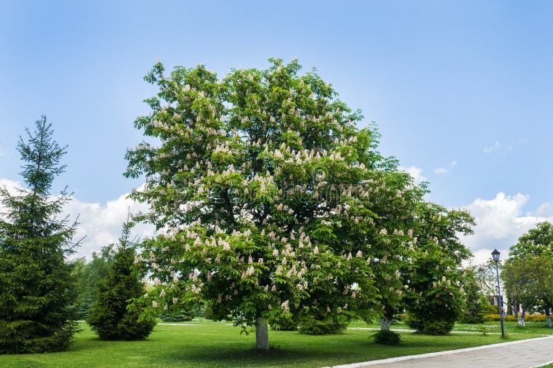 Flowering Chestnut Tree in the Park in Spring Stock Photo - Image of ...