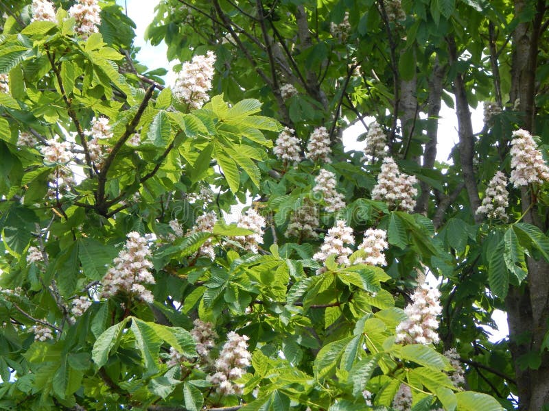Flowering Chestnut Tree in Spring in the Area of Talkau Stock Image ...