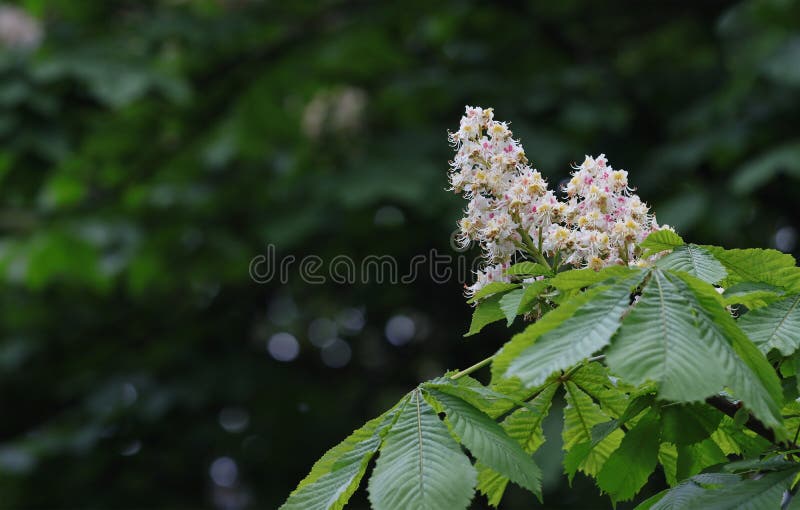 Flowering chestnut tree stock image. Image of idyllic - 233775343