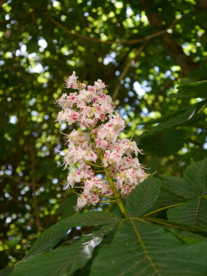 Flowering chestnut tree stock image. Image of flowering - 93811807