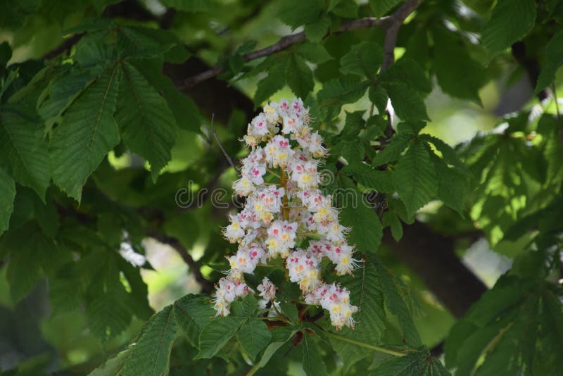 Flowering chestnut trees stock photo. Image of flower - 182332960