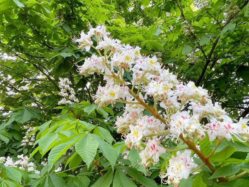 Flowering Chestnut Trees in the Park Stock Image - Image of garden ...
