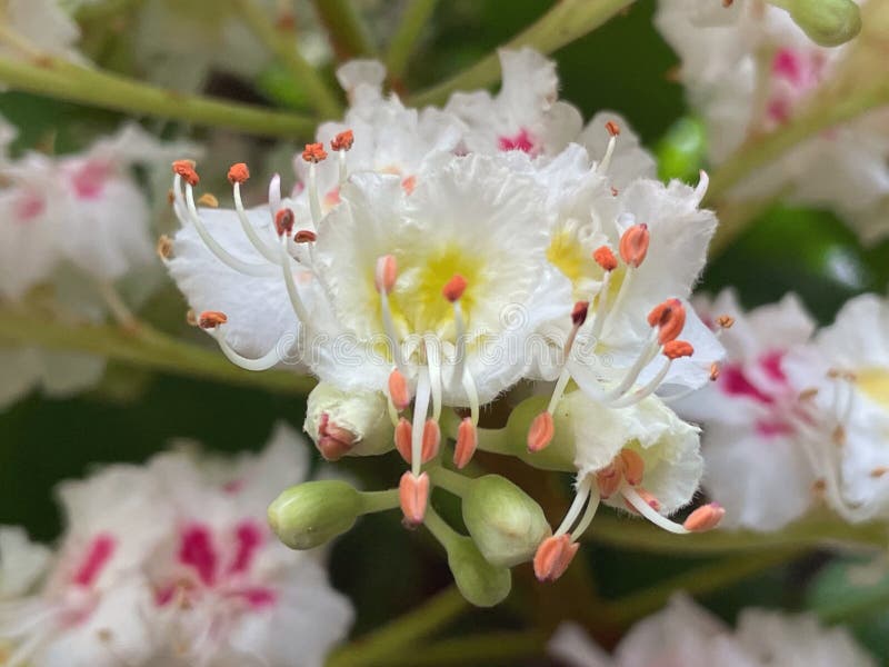 Flowering Chestnut Trees in the Park Stock Photo - Image of fresh ...