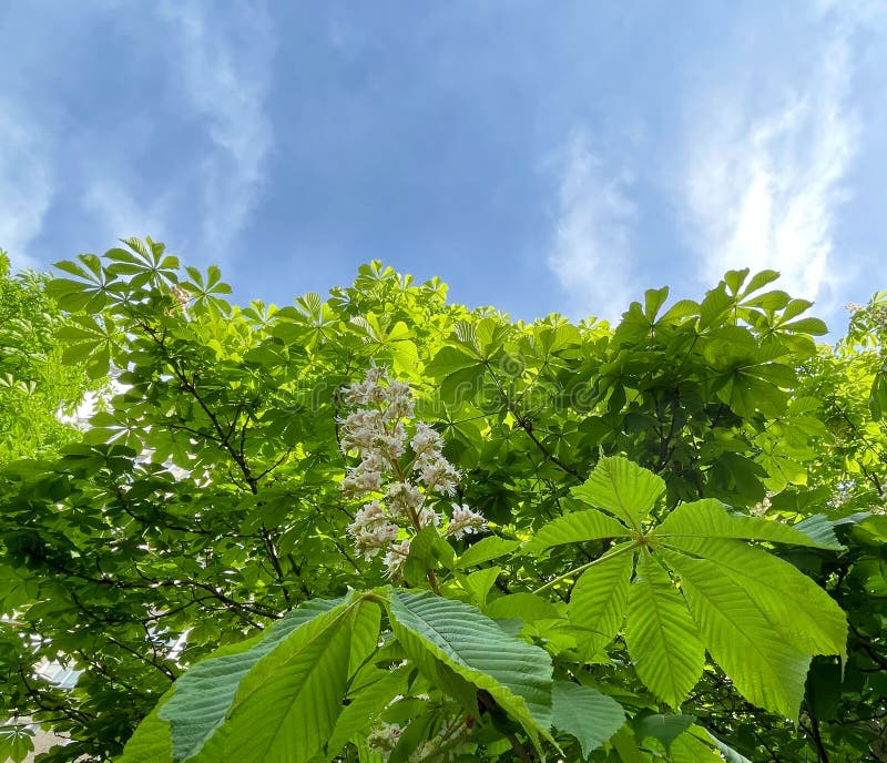 Flowering Chestnut Trees in the Park Stock Photo - Image of foliage ...