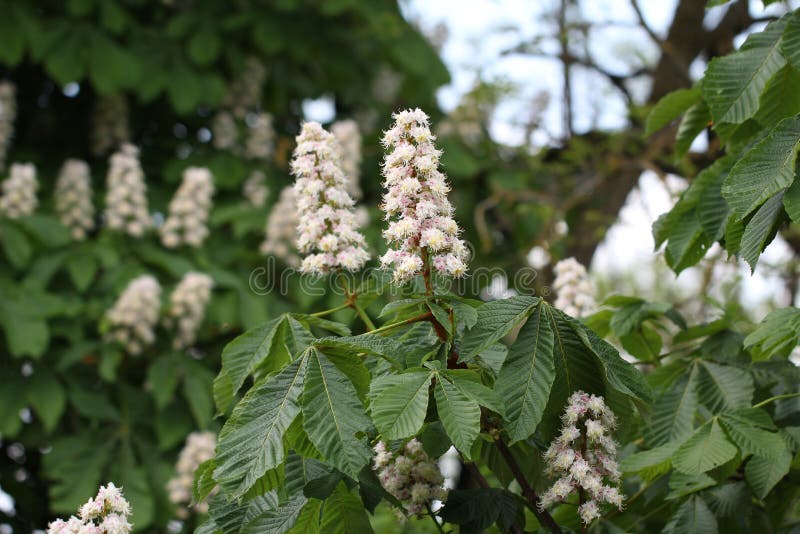 Flowering chestnuts stock photo. Image of spring, tree - 54485494