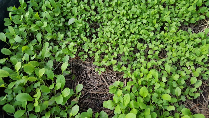 Flowering chinese cabbage stock image. Image of cabbage - 61998511
