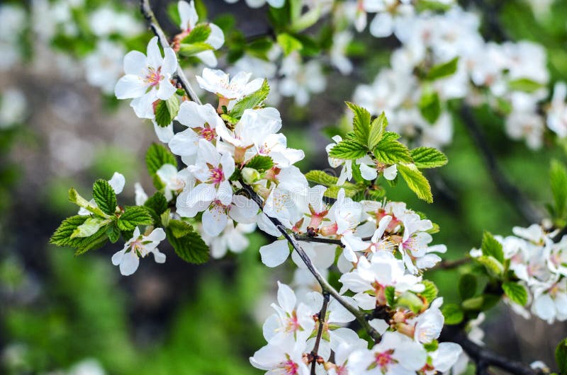 Flowering chinese cherry stock image. Image of nature - 180835635