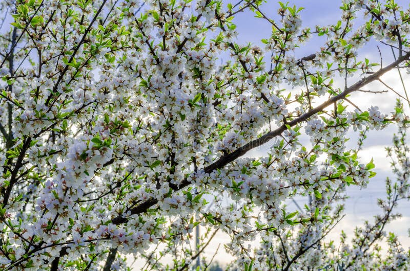 Flowering chinese cherry stock image. Image of flower - 180835839