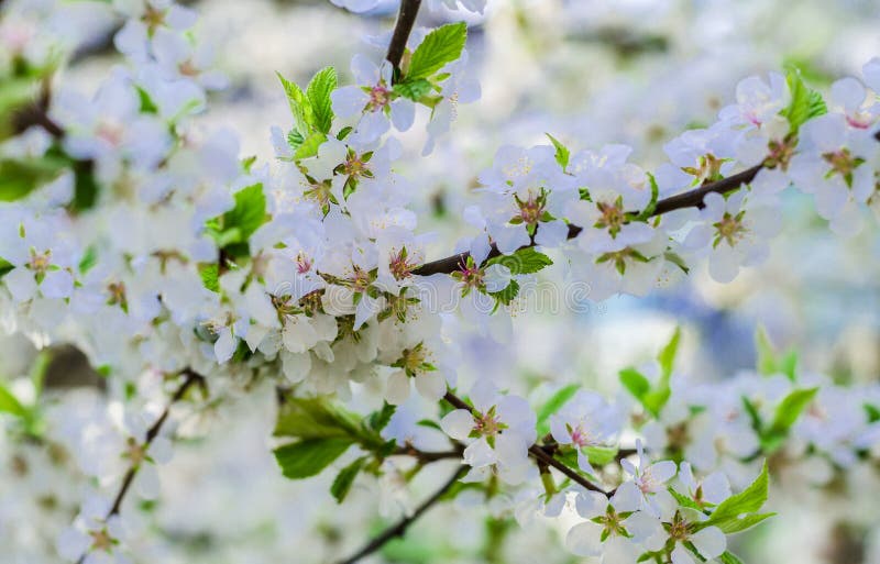 Flowering chinese cherry stock image. Image of natural - 180835913