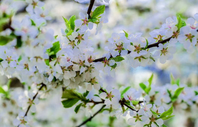Flowering chinese cherry stock photo. Image of sweet - 180835926