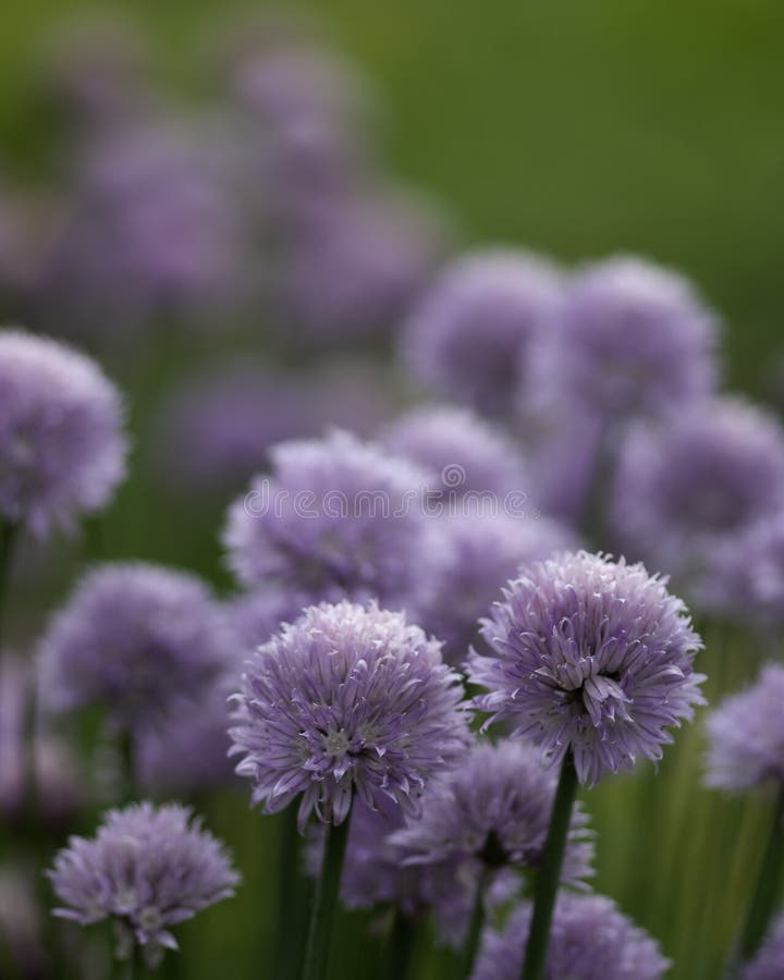 Flowering chives stock photo. Image of flower, blossom - 49534376