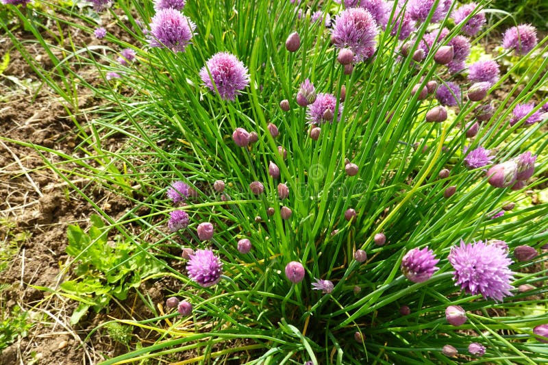 Flowering Chives Plant, Chives Growing in the Vegetable Garden, Chives ...