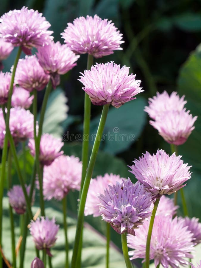 Flowering chives stock photo. Image of bloom, flower - 31630148