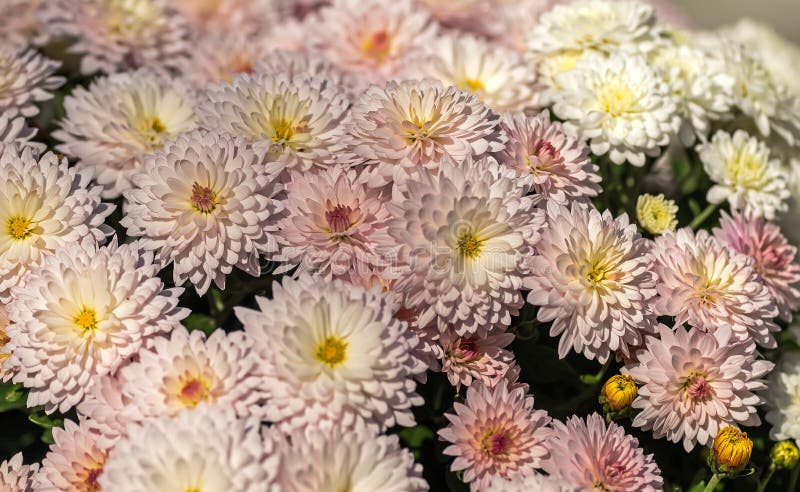 Flowering chrysanthemums stock image. Image of frame - 61969629