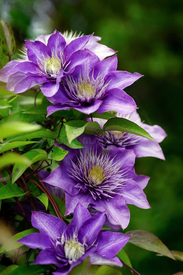 Flowering clematis stock photo. Image of spring, close - 221268726