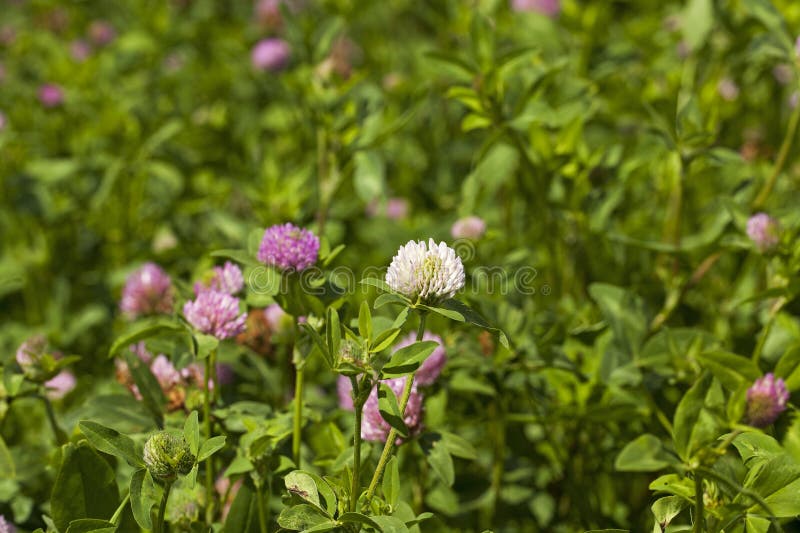 Flowering Clover . Close-up. Stock Photo - Image of environment, field ...
