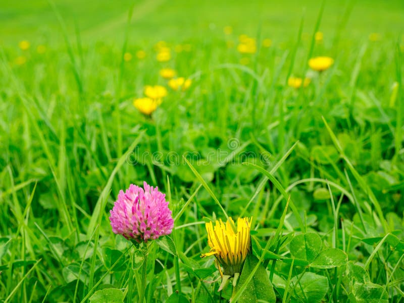 Flowering Clover and Dandelions on a Spring Meadow Stock Photo - Image ...