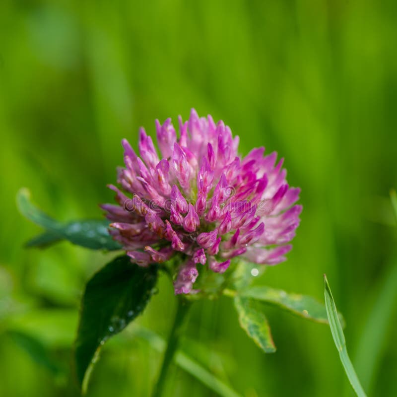 Flowering clover stock image. Image of blossom, nature - 96303927