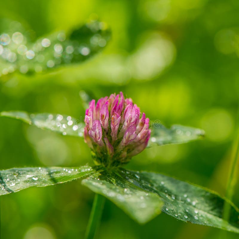 Flowering clover stock photo. Image of grass, natural - 96303964