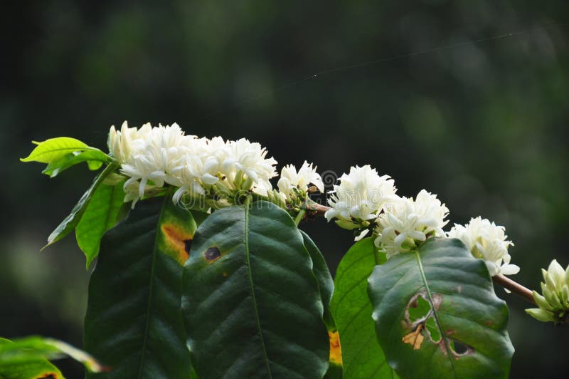 Flowering coffee tree stock photo. Image of culture, nature - 29477858