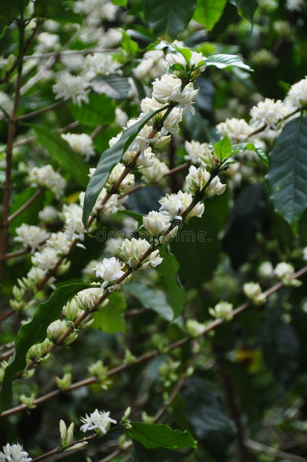 1,609 Flowering Coffee Stock Photos - Free & Royalty-Free Stock Photos ...