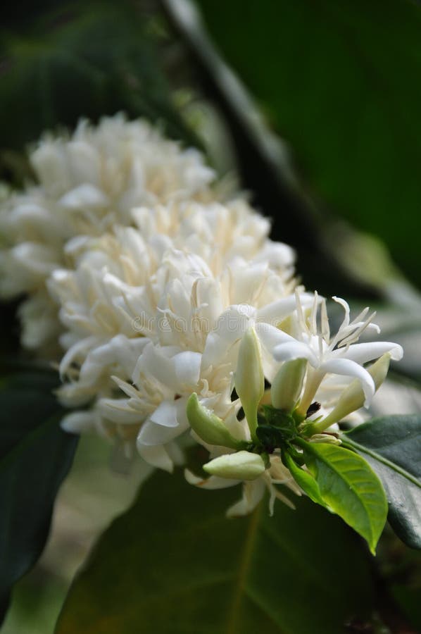 Flowering coffee tree stock image. Image of green, caribbean - 29477873