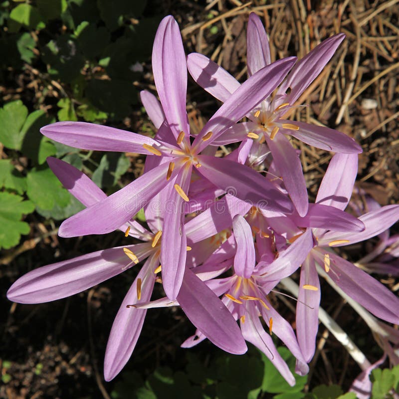 Flowering of Colchicum Autumnale Stock Image - Image of vacopy, jardin ...
