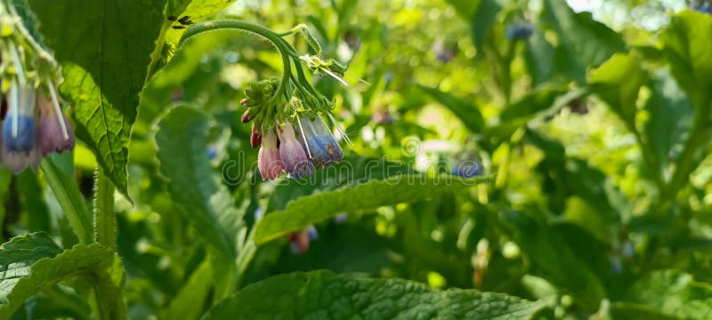 Flowering Comfrey (Symphytum Officinale) on a Bush Stock Image - Image ...
